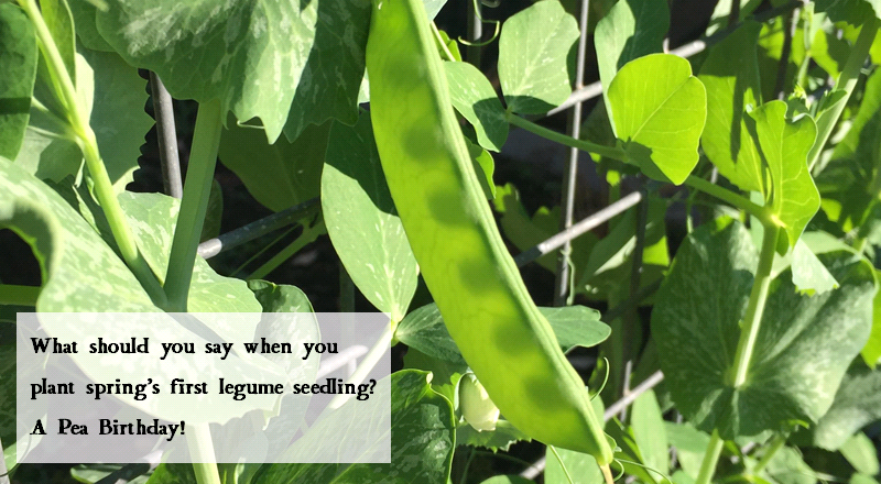 Kitchen Garden | Top 10 kitchen garden puns